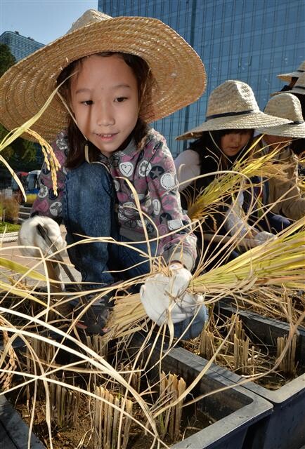Children harvest in the city center