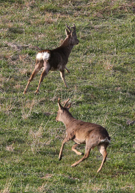 [Photo] Sad destiny of roe deer on Jeju Island