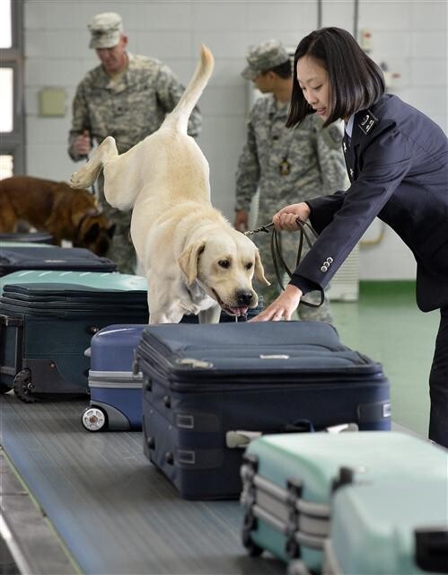 Drug sniffing dogs compete