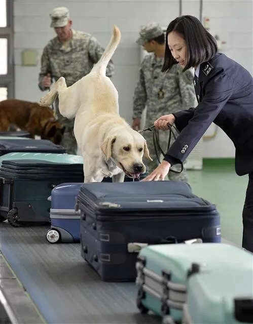 Drug sniffing dogs compete