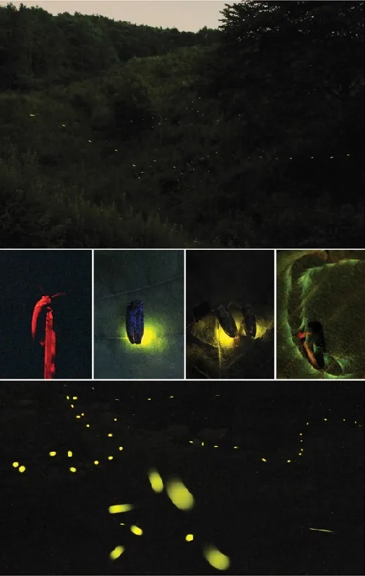 Farmer enjoys firefly prosperity