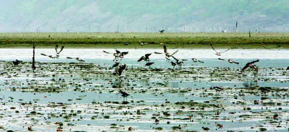 Development endangering migratory Yellow Sea birds