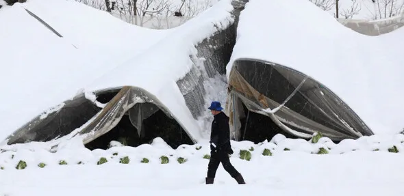[Photo] Heavy snow collapses a greenhouse