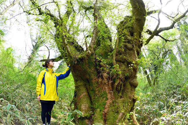 [Photo] The oldest king cherry tree discovered
