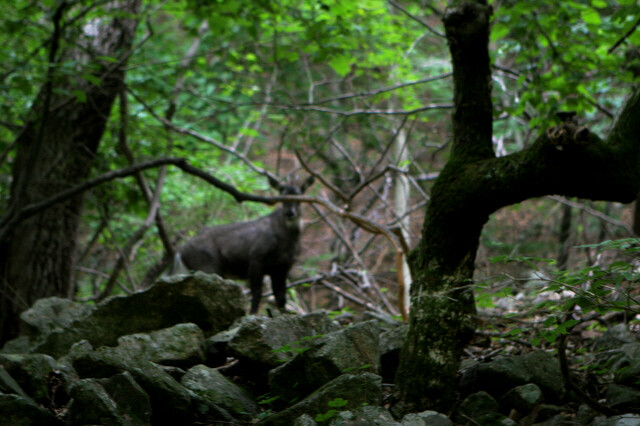 [Photo] Mountain goat population being restored