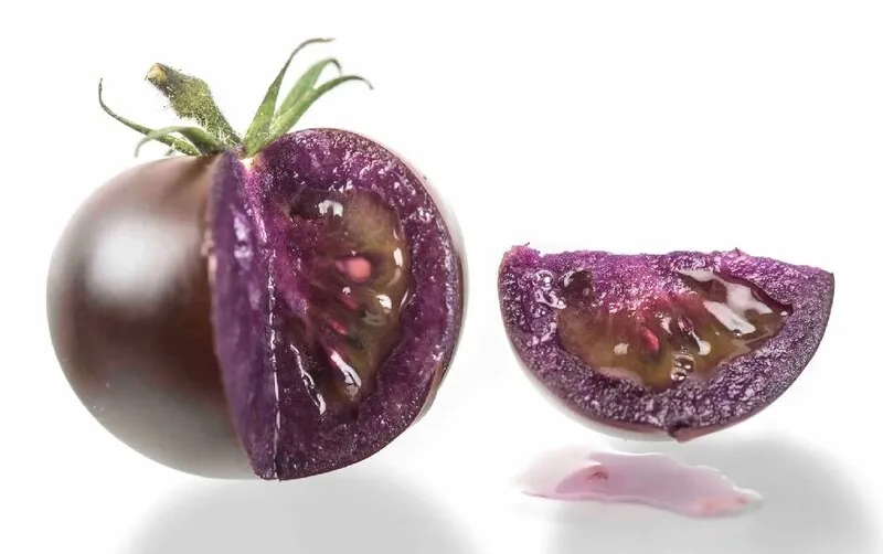 ‘항산화물질 10배’ 보라색 GMO 토마토, 드시겠습니까?