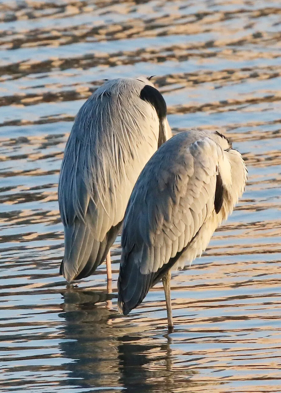 [Photo] Herons display method of coping with cold weather