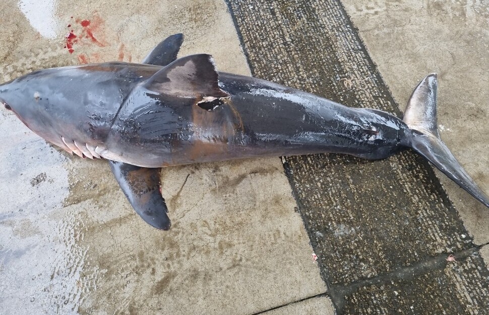 Koreans urged to take precautions on beaches amid spate of shark sightings