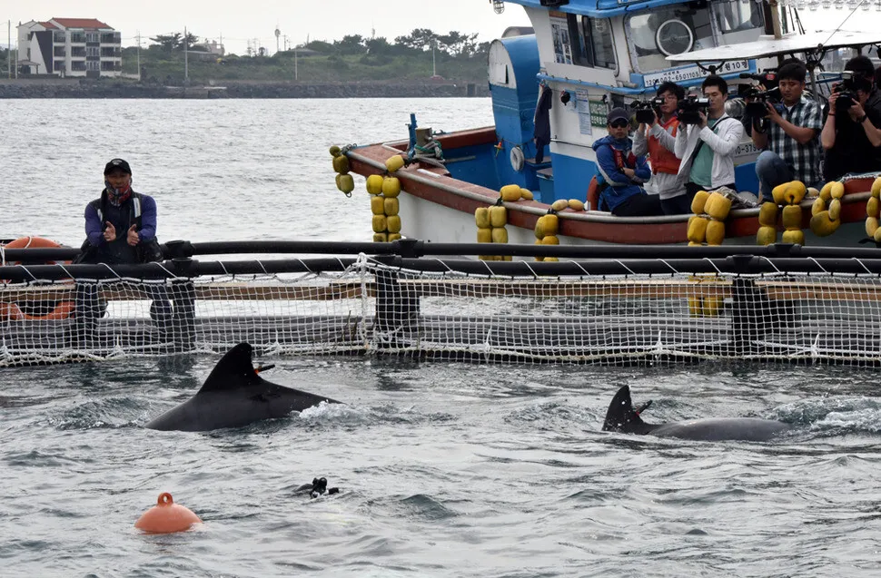 [Photo] Careful move of dolphin back into the wild