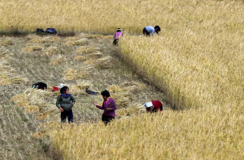 [Photo] Harvesting crops by hand in North Korea