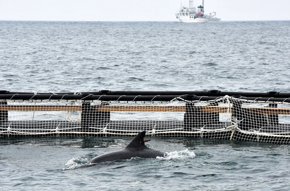 [Photo] Careful move of dolphin back into the wild